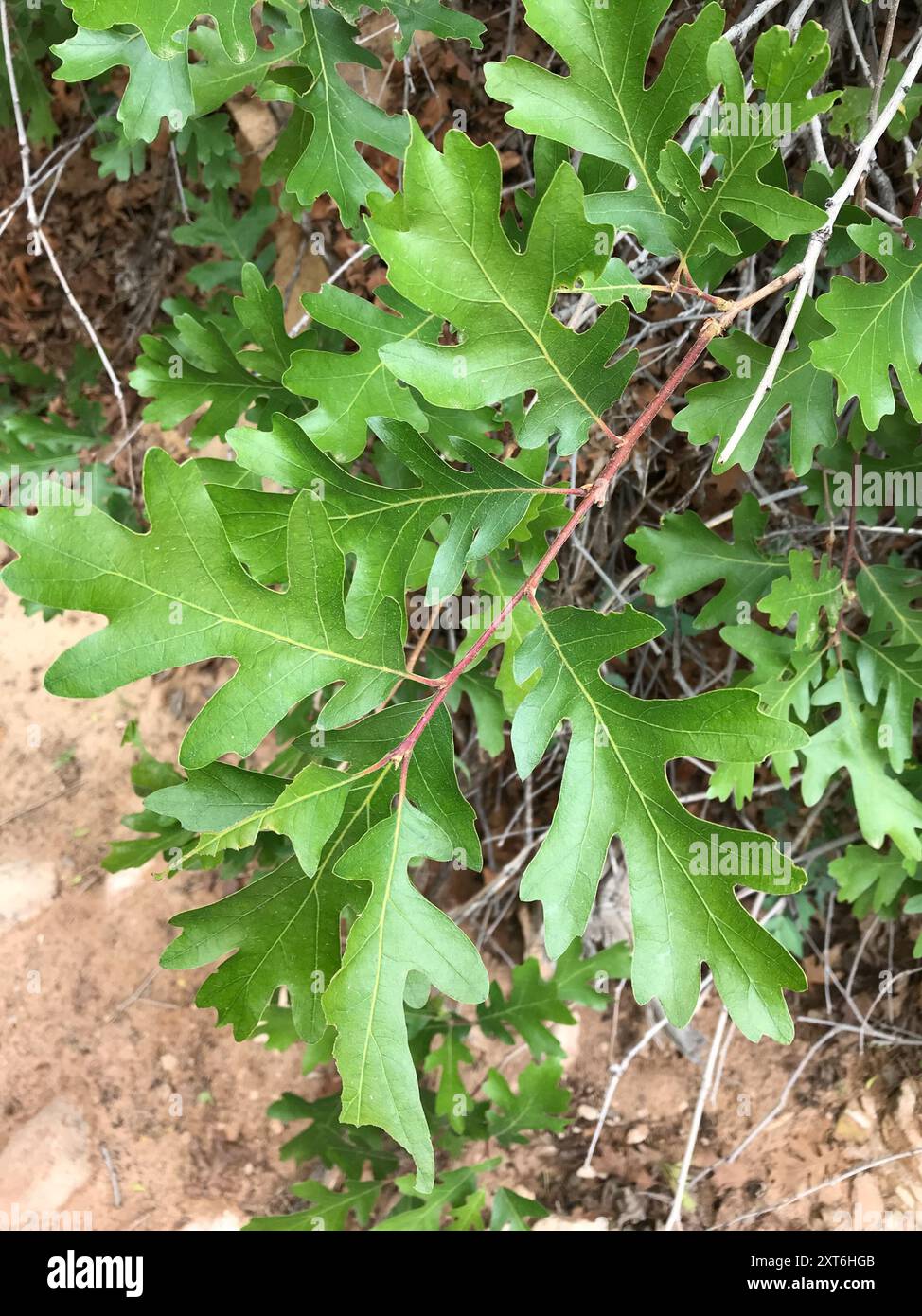 Gambel Oak (Quercus gambelii) Plantae Stock Photo - Alamy