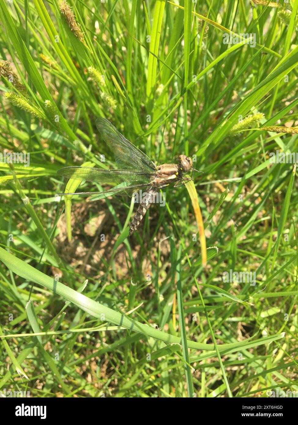 Common Whitetail (Plathemis lydia) Insecta Stock Photo - Alamy