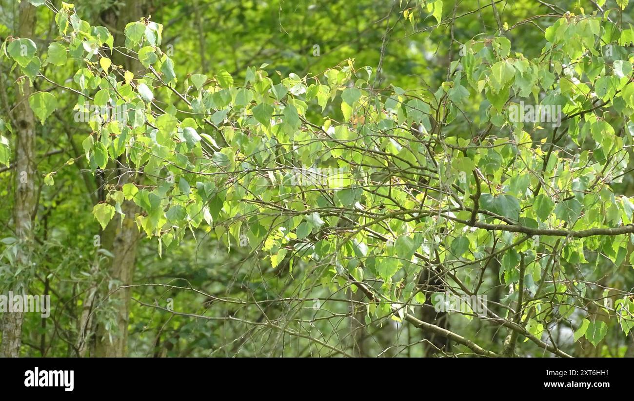 gray birch (Betula populifolia) Plantae Stock Photo - Alamy