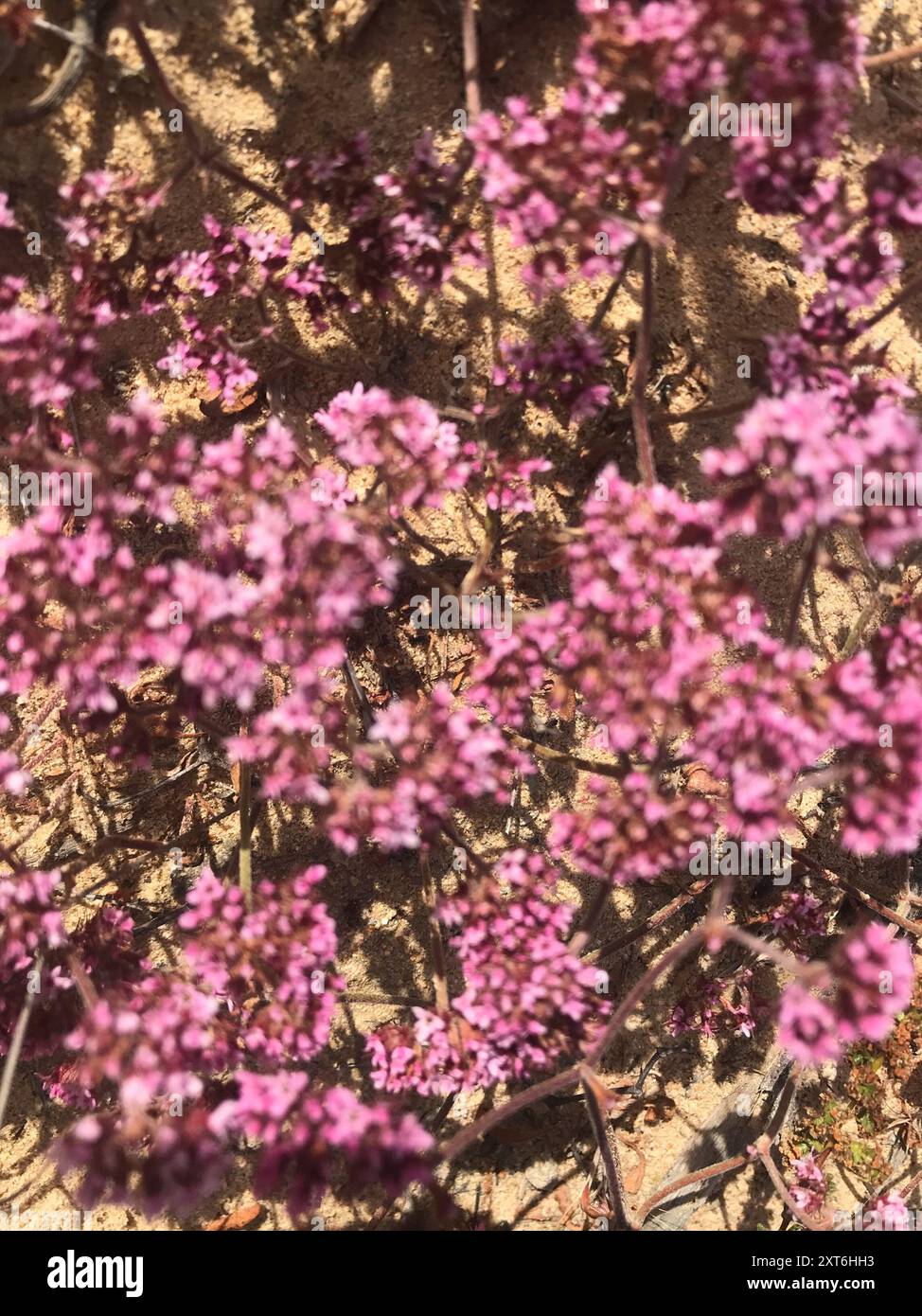 Turkish rugging (Chorizanthe staticoides) Plantae Stock Photo - Alamy