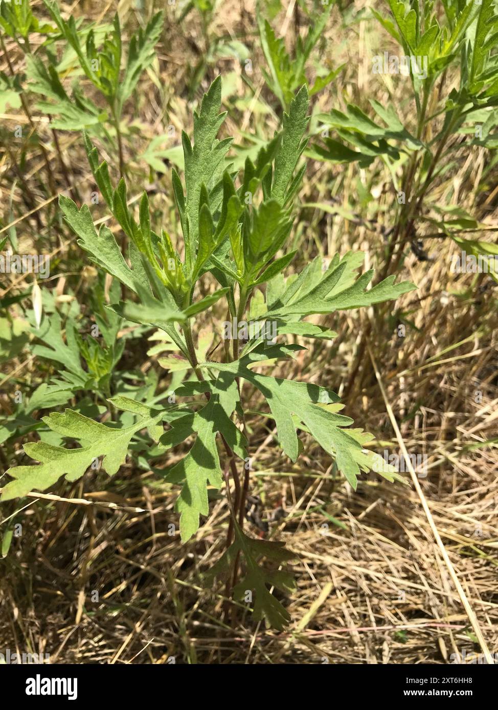 western ragweed (Ambrosia psilostachya) Plantae Stock Photo - Alamy