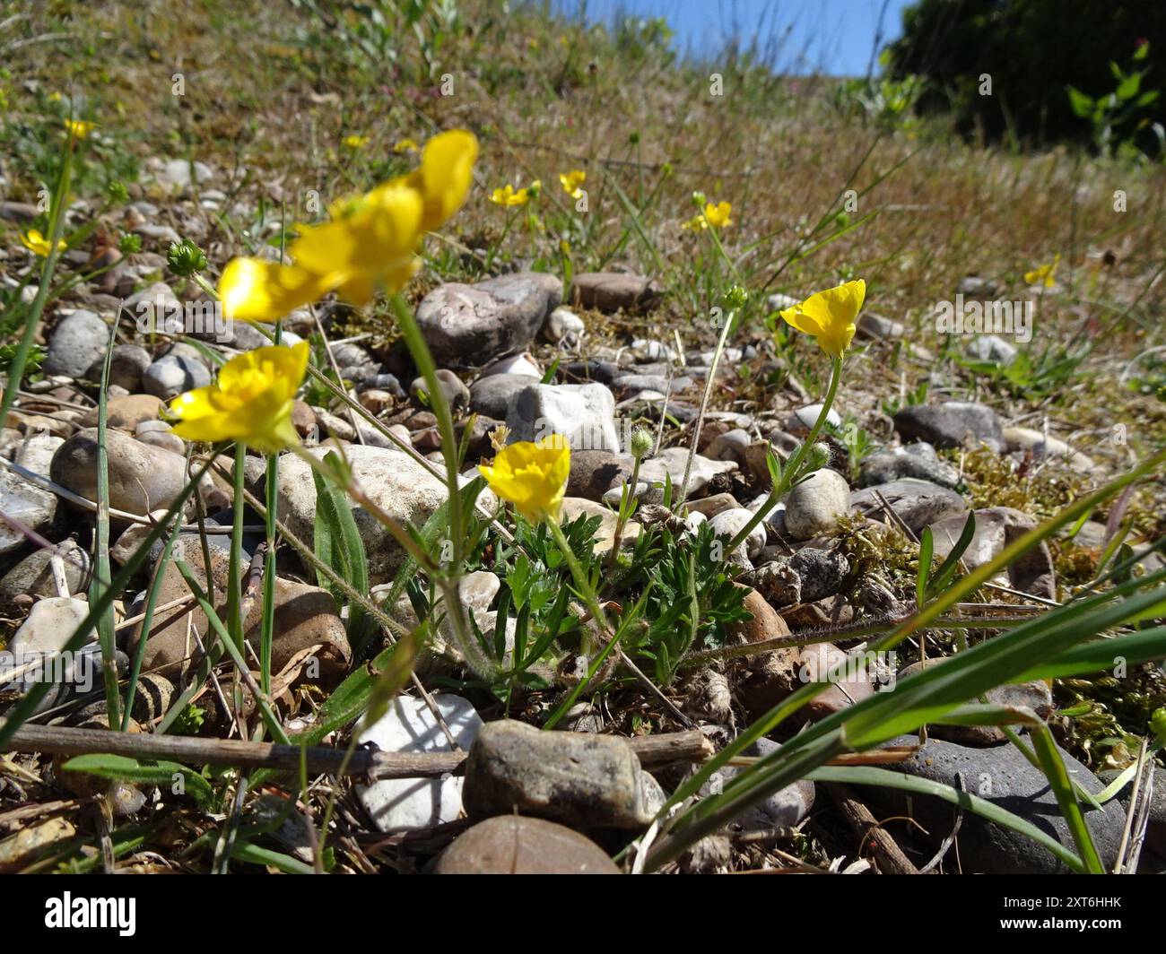 bulbous buttercup (Ranunculus bulbosus) Plantae Stock Photo - Alamy