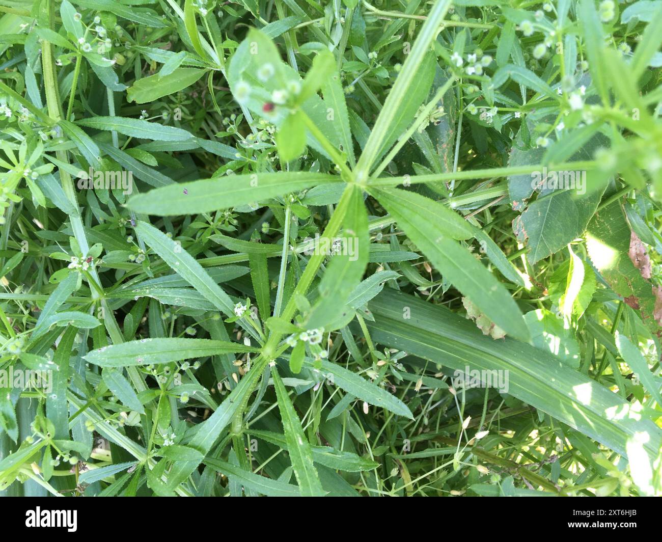 catchweed bedstraw (Galium aparine) Plantae Stock Photo - Alamy