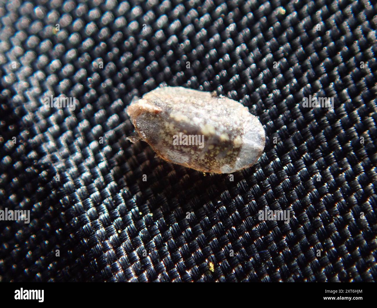 Scale Insects (Coccoidea) Insecta Stock Photo - Alamy