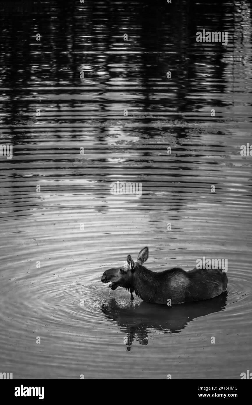 A grayscale vertical view of a moose standing in a calm lake with ...