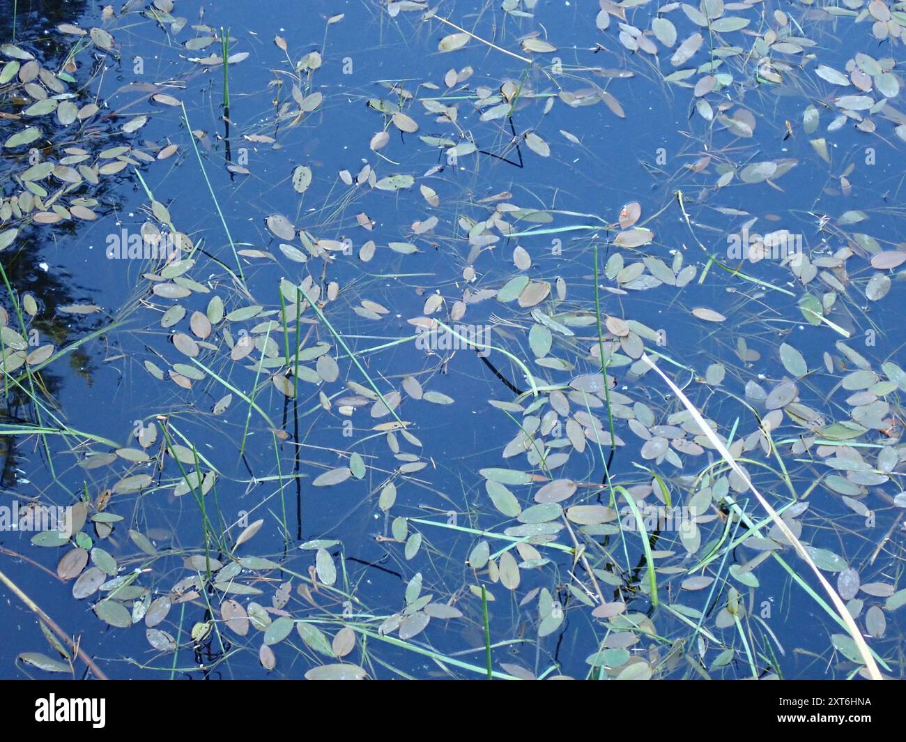 floating-leaved pondweed (Potamogeton natans) Plantae Stock Photo - Alamy