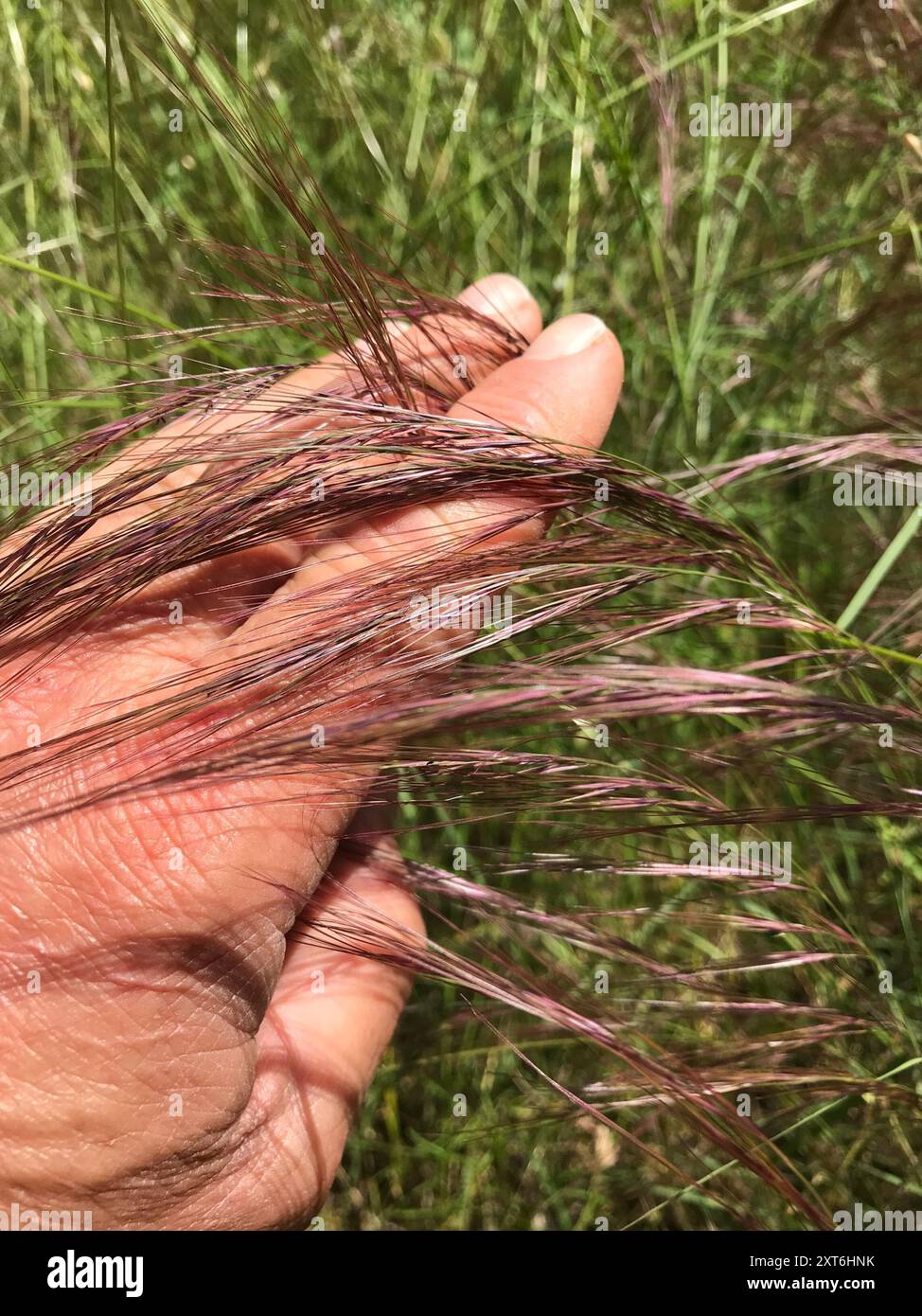 Purple Threeawn (Aristida purpurea) Plantae Stock Photo - Alamy