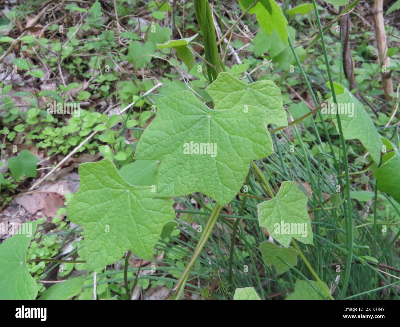 moonseed (Menispermum canadense) Plantae Stock Photo - Alamy