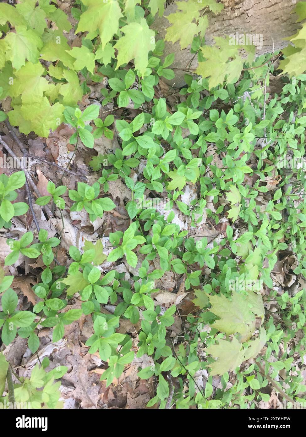 Running Strawberry-bush (Euonymus obovatus) Plantae Stock Photo - Alamy