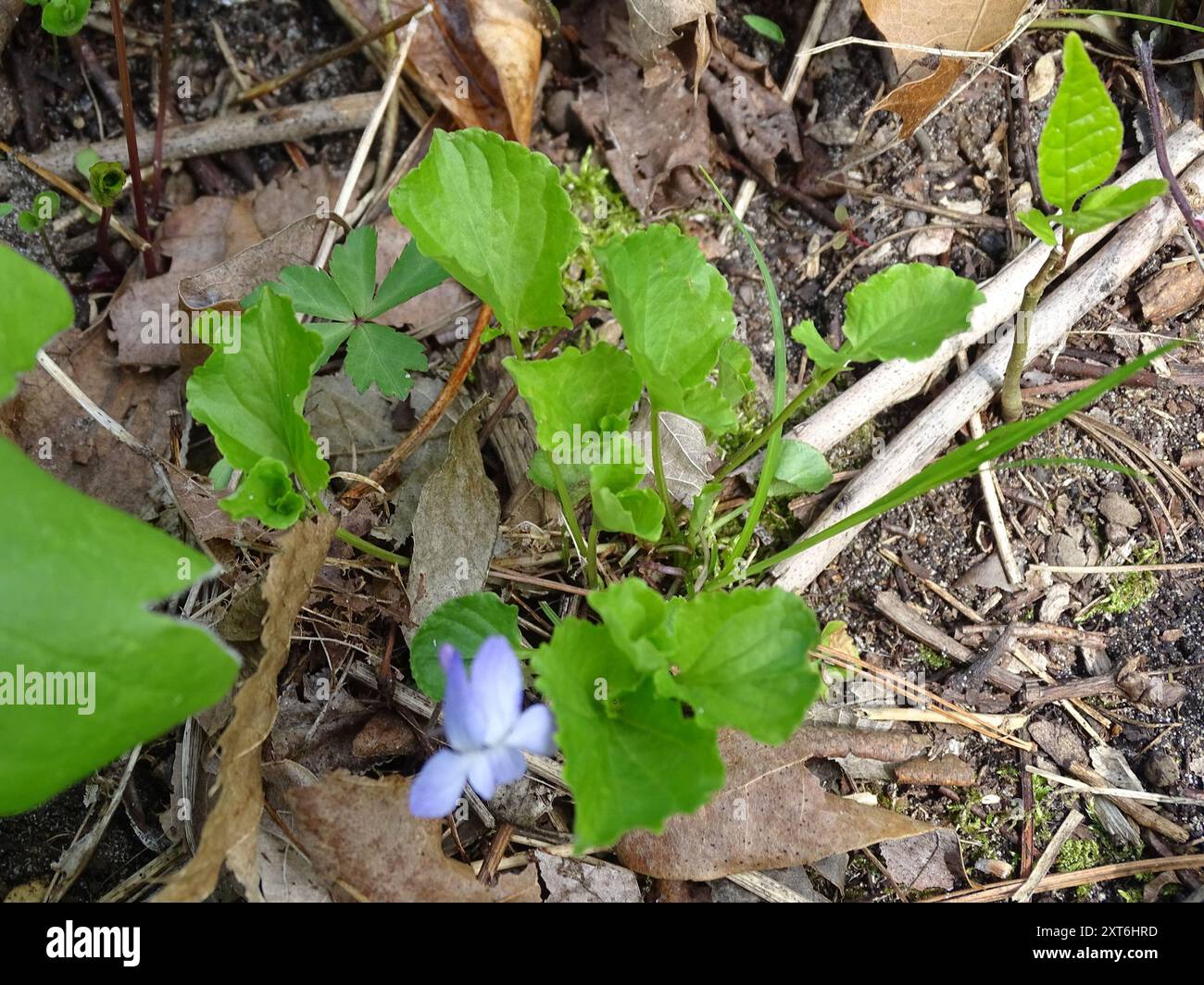 Labrador violet (Viola labradorica) Plantae Stock Photo - Alamy