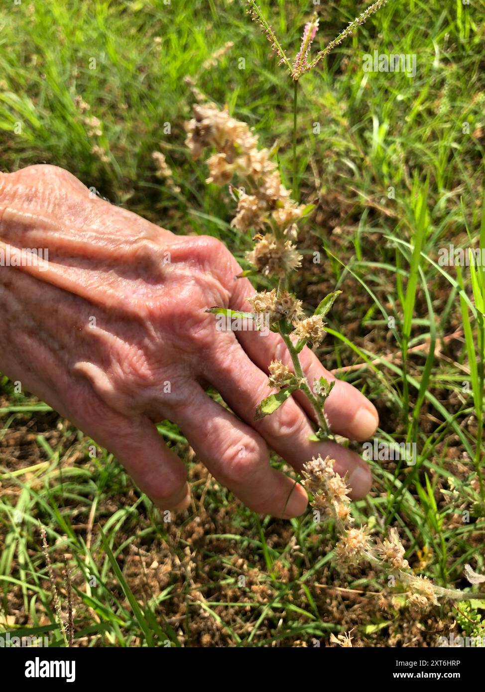 Purple Cudweed (Gamochaeta purpurea) Plantae Stock Photo - Alamy
