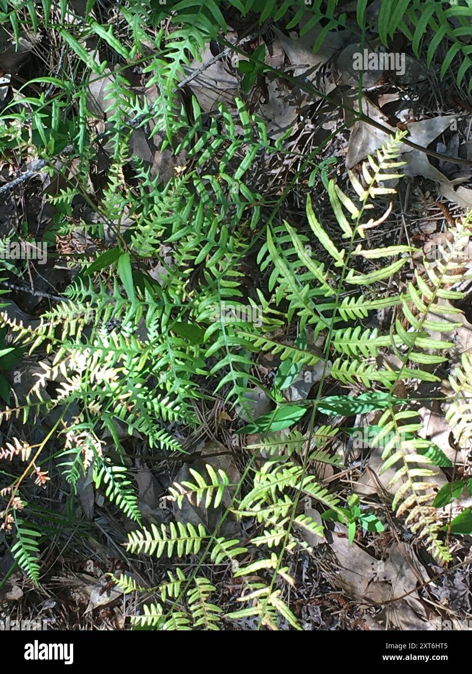 common bracken (Pteridium aquilinum) Plantae Stock Photo - Alamy