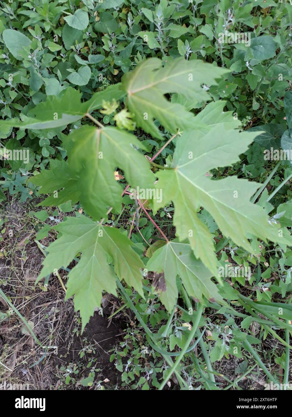 silver maple (Acer saccharinum) Plantae Stock Photo - Alamy