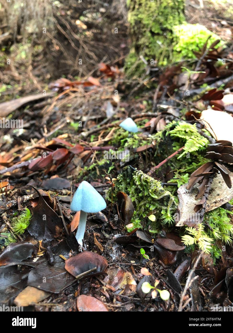 blue pinkgill (Entoloma hochstetteri) Fungi Stock Photo - Alamy