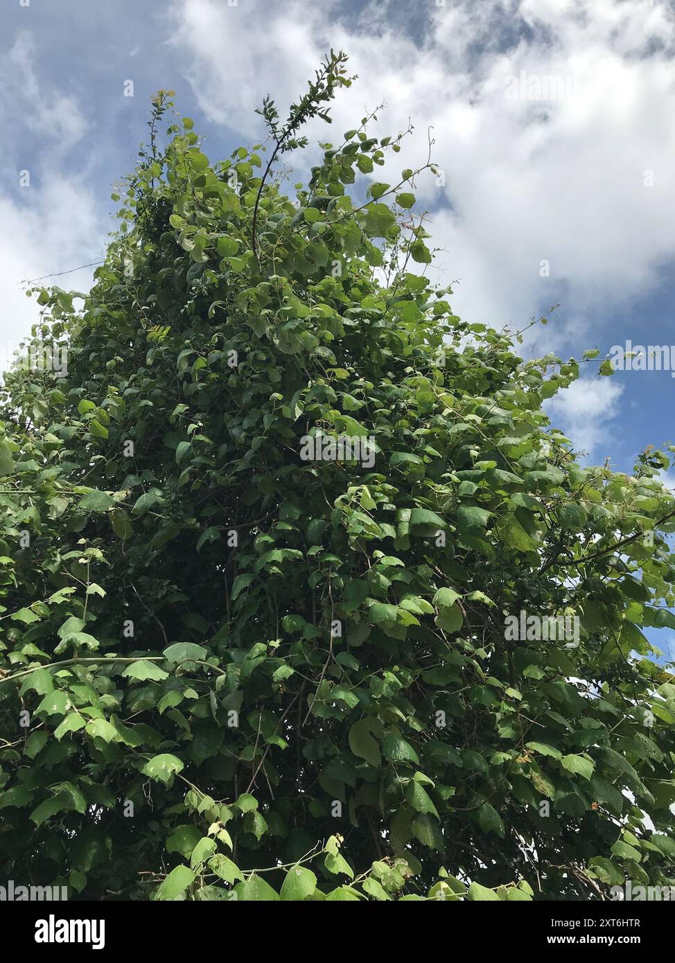 mustang grape (Vitis mustangensis) Plantae Stock Photo - Alamy