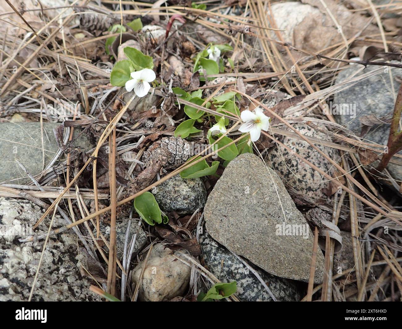 northern white violet (Viola minuscula) Plantae Stock Photo - Alamy