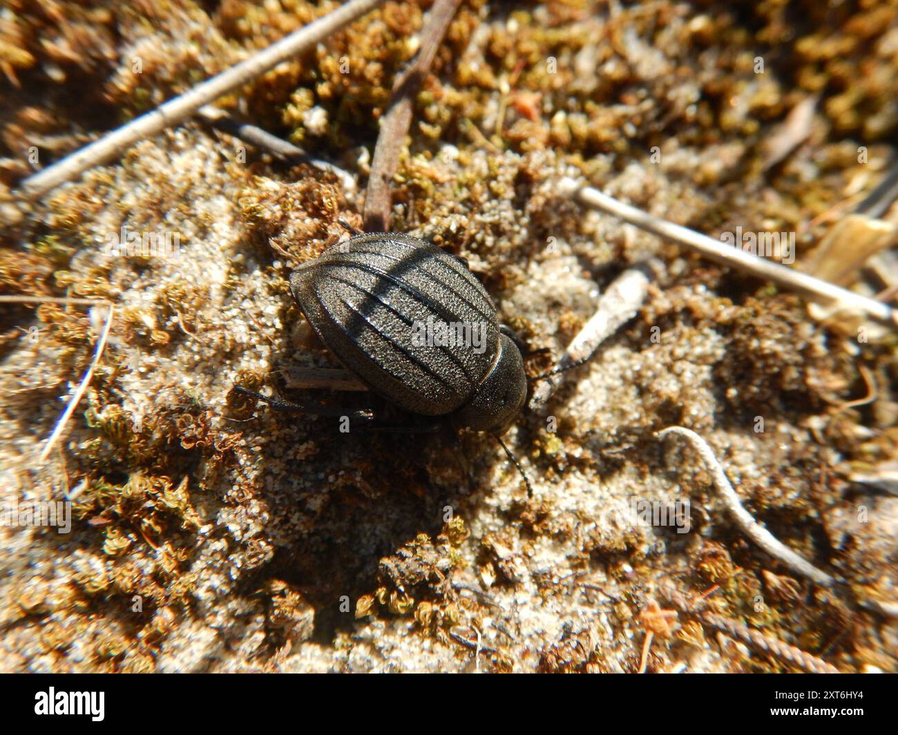 (Pimelia muricata) Insecta Stock Photo - Alamy