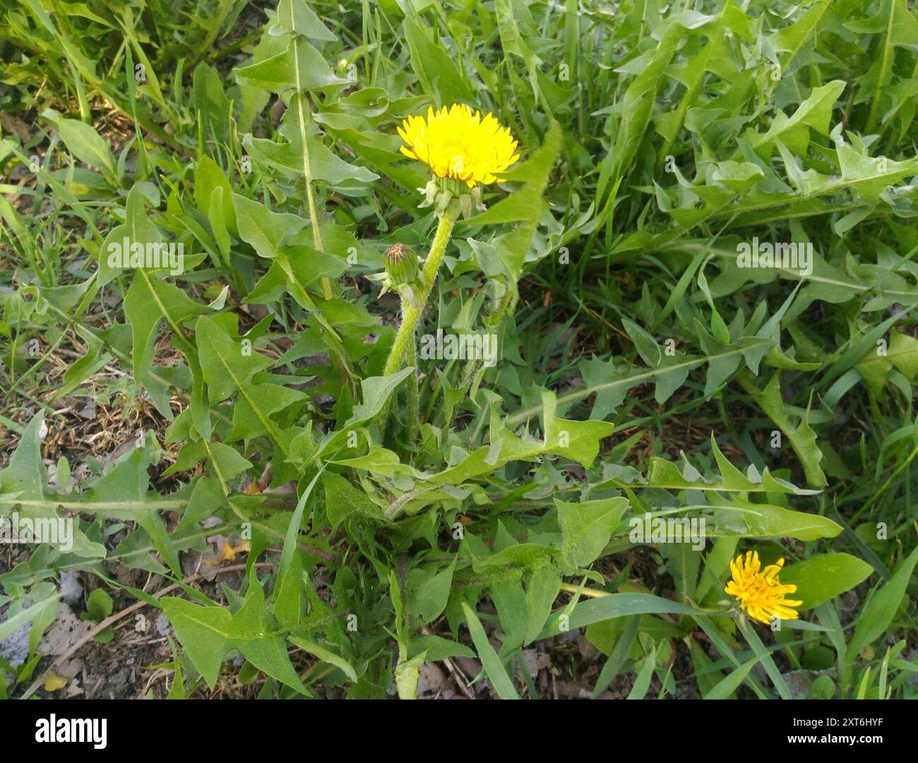 common dandelion (Taraxacum officinale) Plantae Stock Photo - Alamy