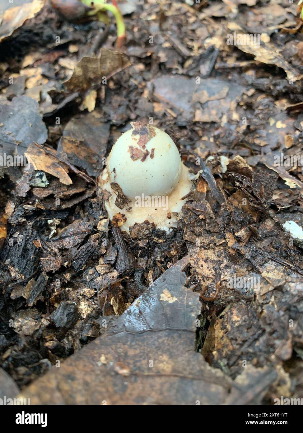 Basidiomycete Fungi (Basidiomycota) Fungi Stock Photo - Alamy
