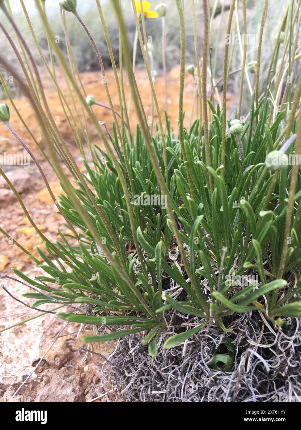 Stemmy Four-nerved Daisy (Tetraneuris scaposa) Plantae Stock Photo - Alamy