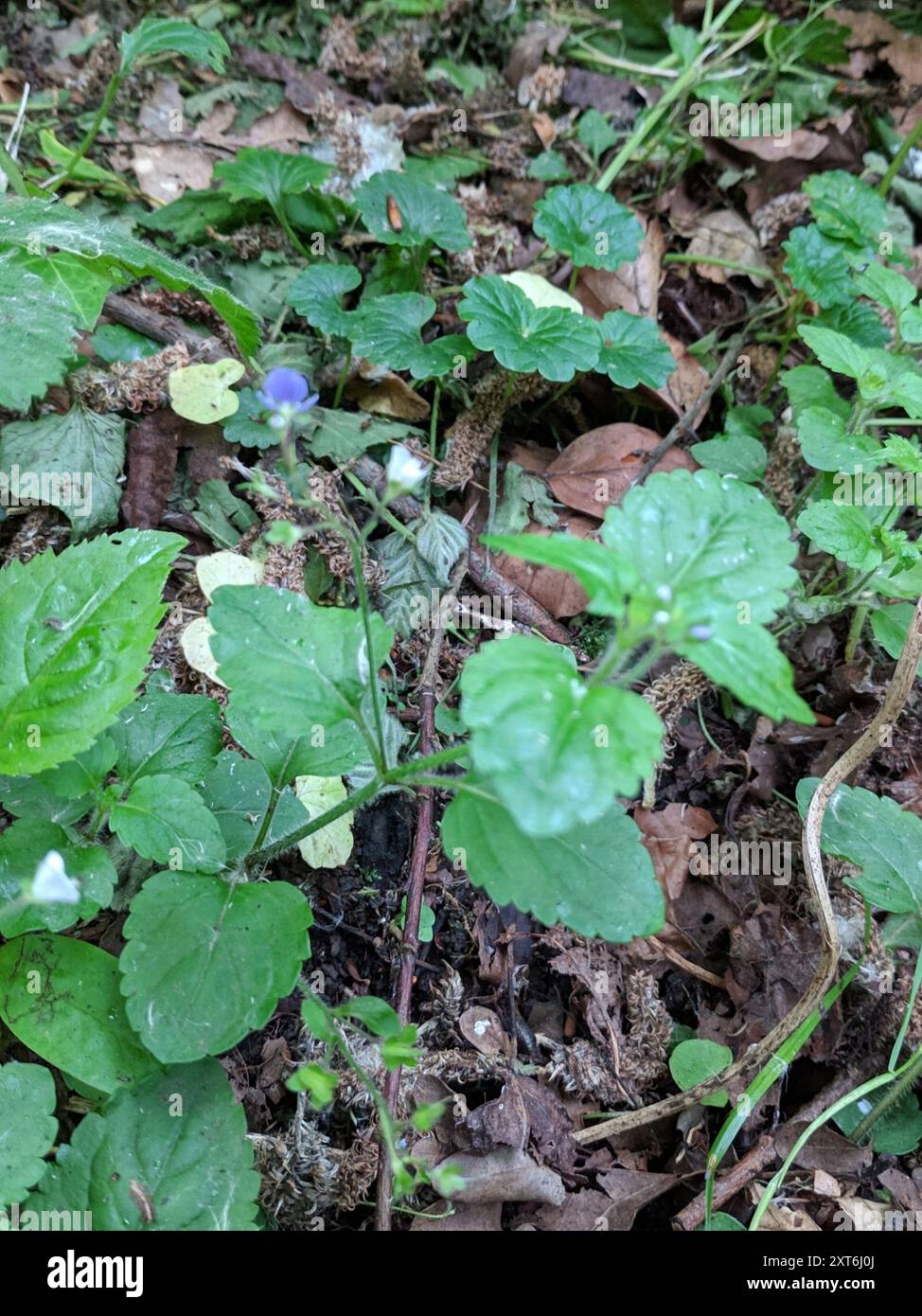 Wood Speedwell (Veronica montana) Plantae Stock Photo - Alamy