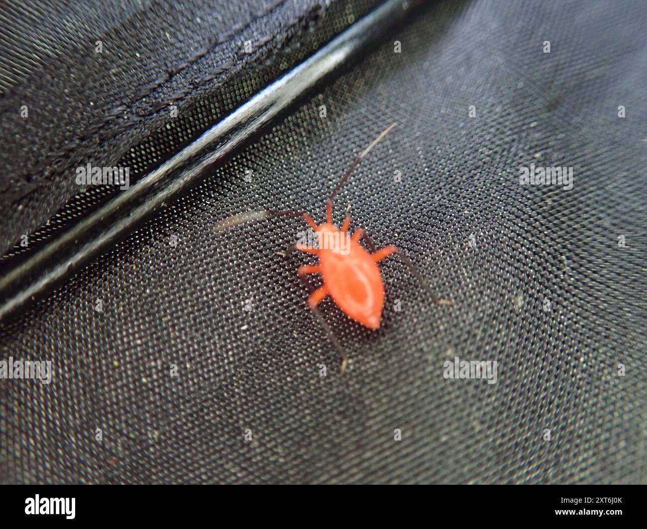 True Bugs (Heteroptera) Insecta Stock Photo - Alamy