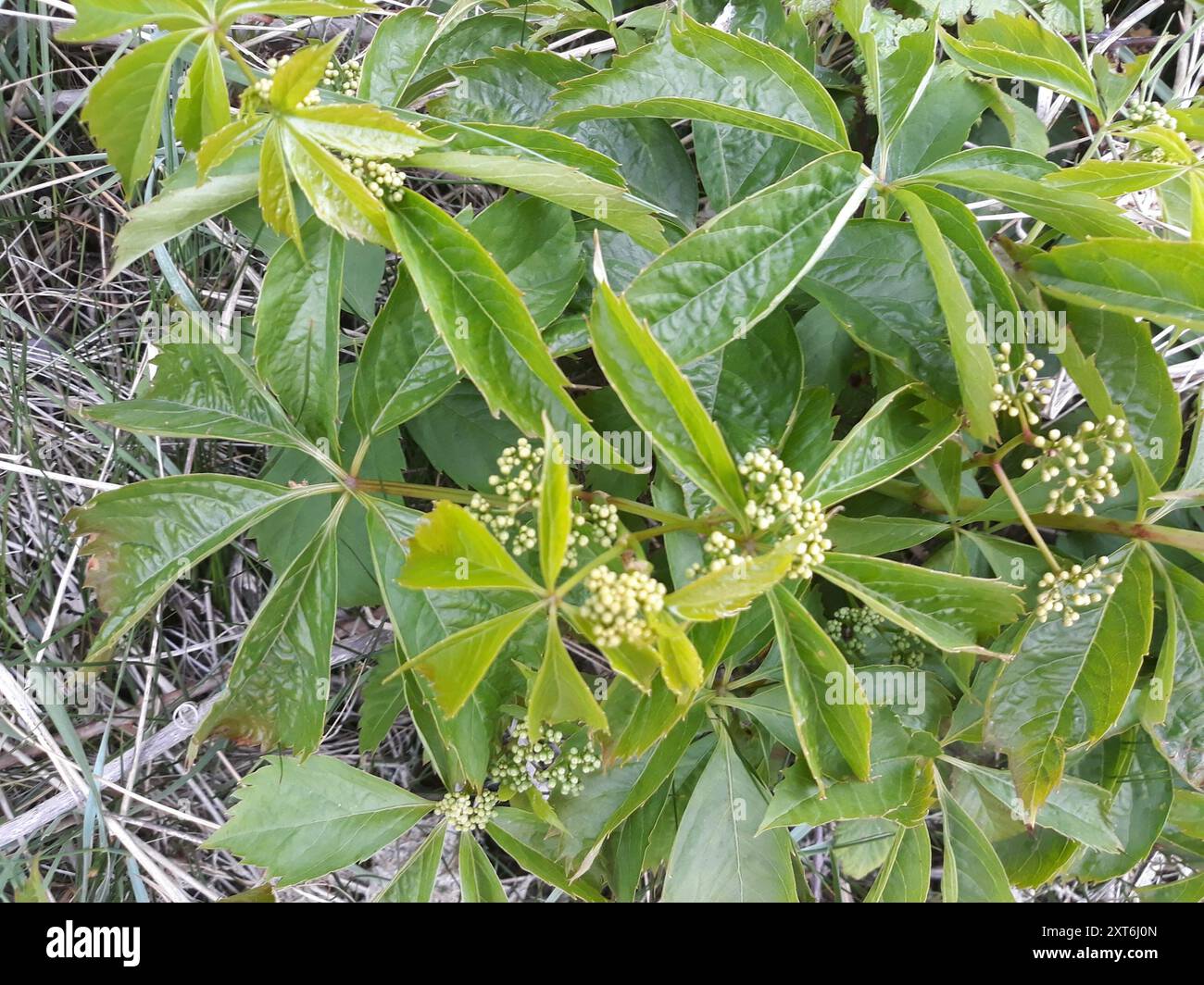 thicket creeper (Parthenocissus inserta) Plantae Stock Photo - Alamy