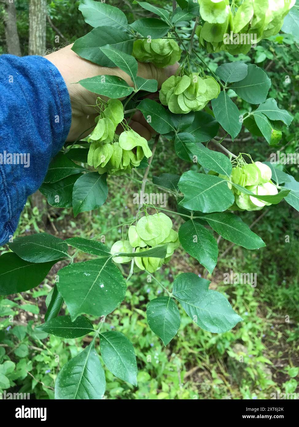 common hoptree (Ptelea trifoliata) Plantae Stock Photo - Alamy