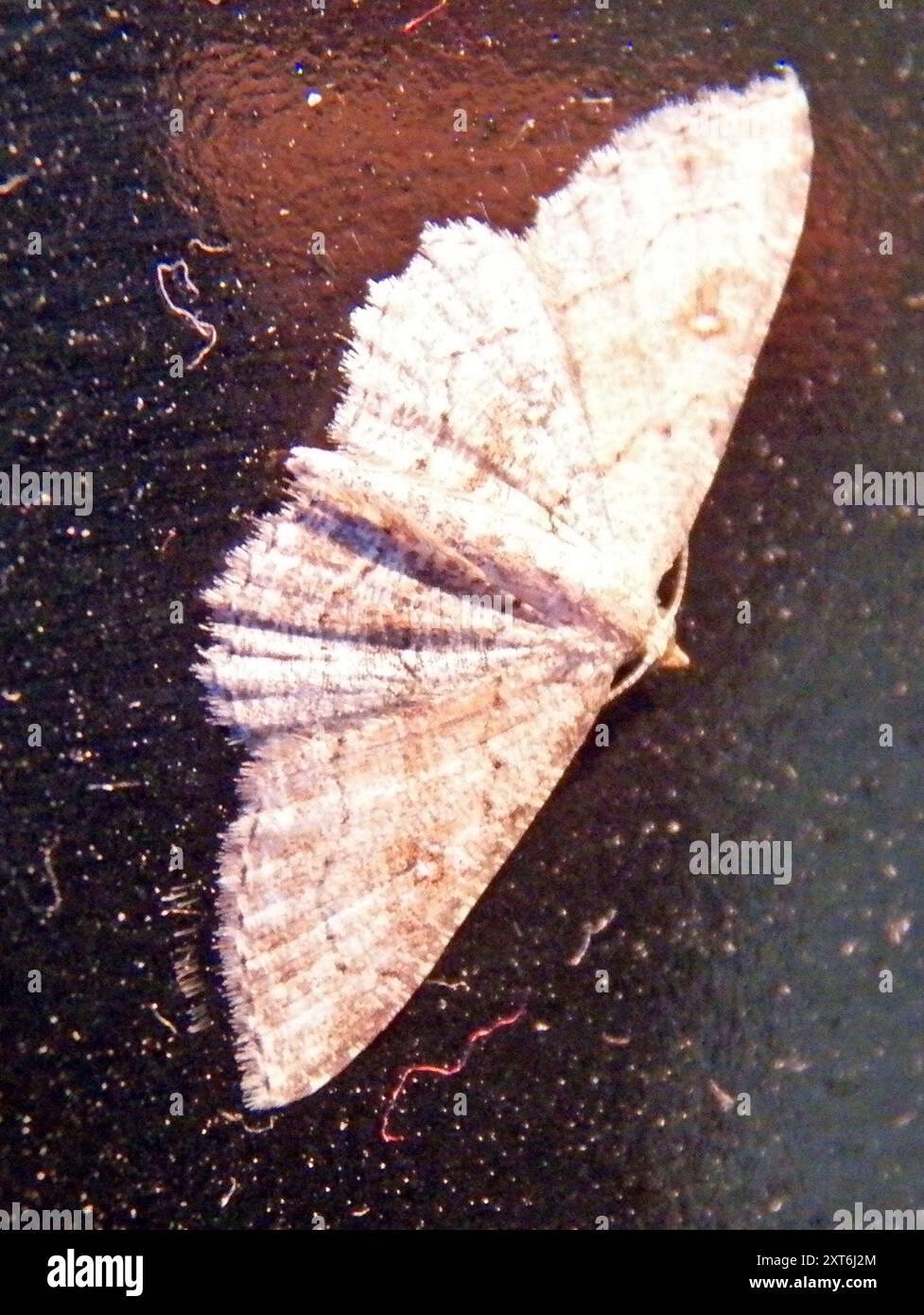 Dwarf Tawny Wave (Cyclophora nanaria) Insecta Stock Photo - Alamy