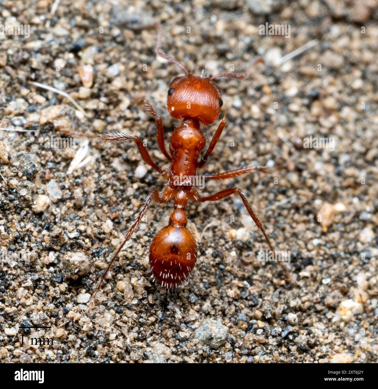 Typical American Harvester Ants (Pogonomyrmex) Insecta Stock Photo - Alamy