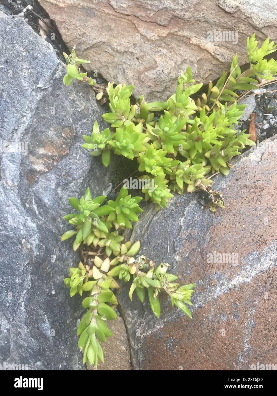Stringy Stonecrop (Sedum sarmentosum) Plantae Stock Photo - Alamy