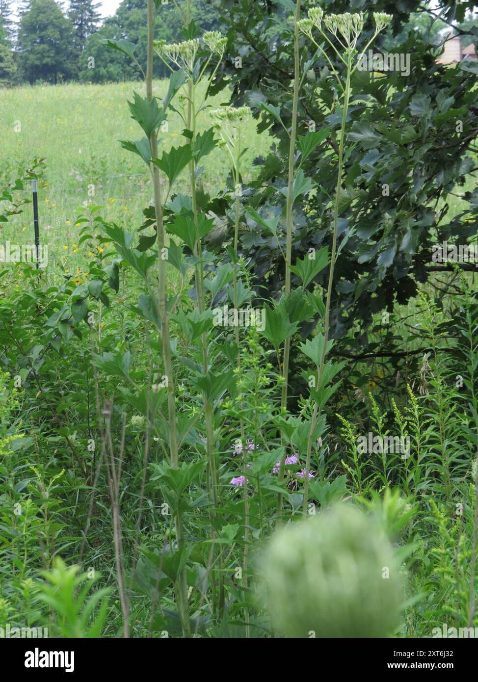 pale Indian plantain (Arnoglossum atriplicifolium) Plantae Stock Photo ...