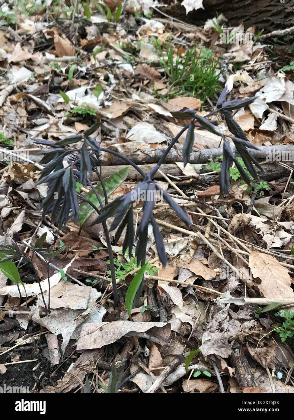early blue cohosh (Caulophyllum giganteum) Plantae Stock Photo - Alamy