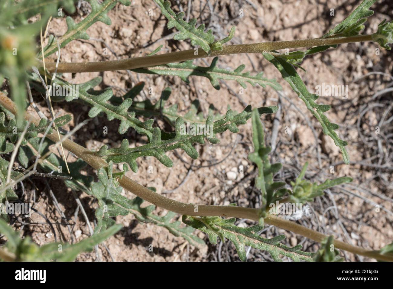Whitestem Blazingstar (Mentzelia albicaulis) Plantae Stock Photo - Alamy