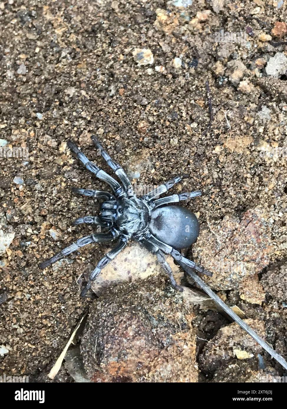 False Tarantula (Calisoga longitarsis) Arachnida Stock Photo - Alamy
