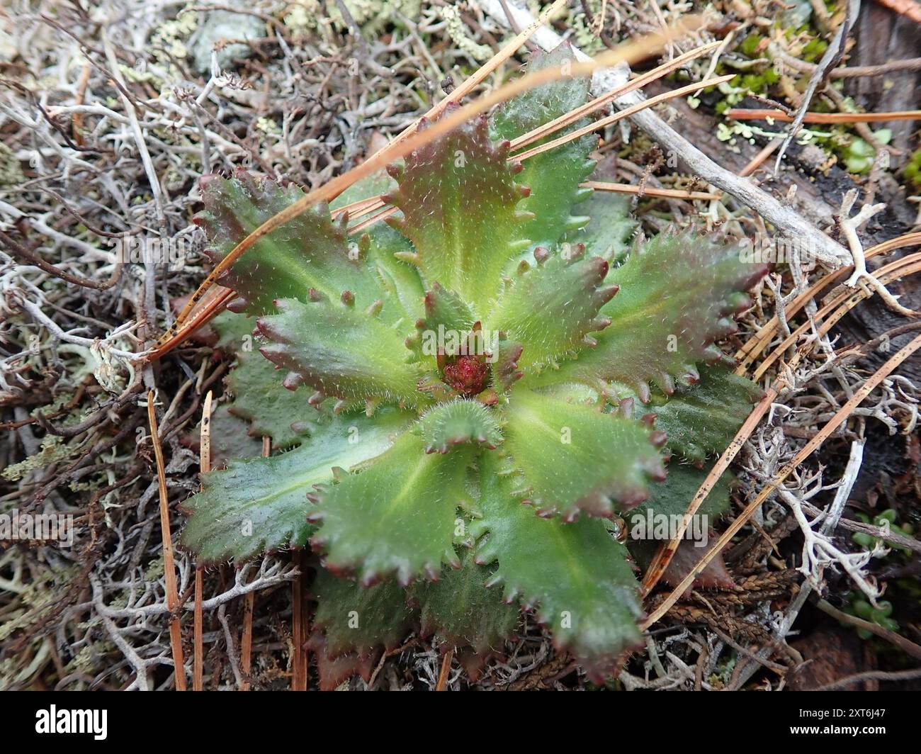 Russethair Saxifrage (Micranthes ferruginea) Plantae Stock Photo - Alamy