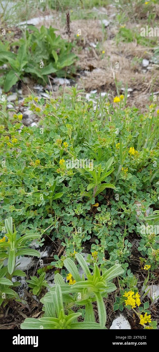 (Medicago cretacea) Plantae Stock Photo - Alamy