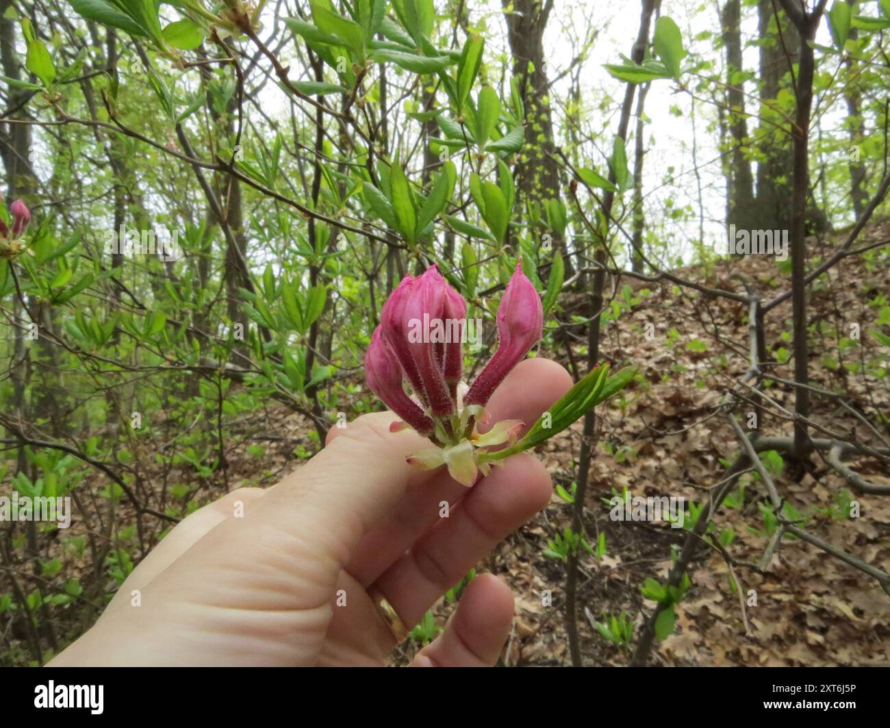 Pinxter Flower (Rhododendron periclymenoides) Plantae Stock Photo - Alamy