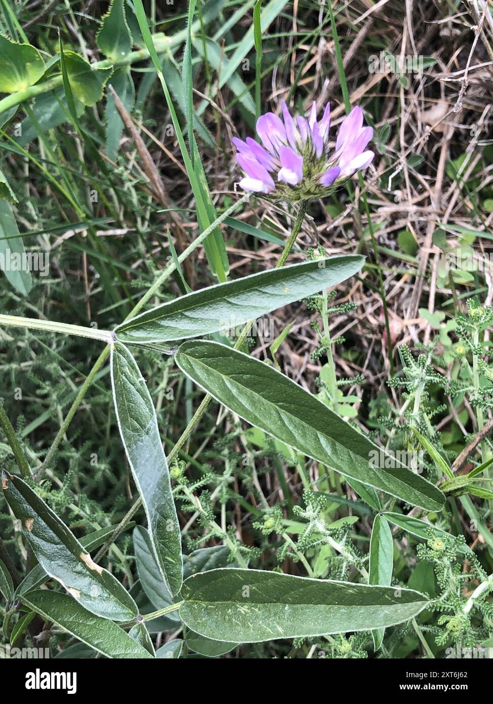 arabian pea (Bituminaria bituminosa) Plantae Stock Photo - Alamy