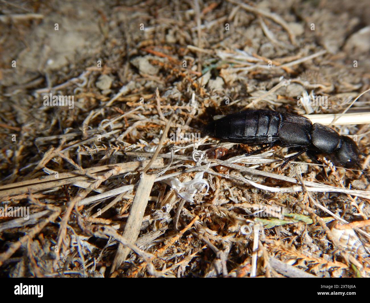 Devil's Coach Horse Beetle (Ocypus olens) Insecta Stock Photo - Alamy