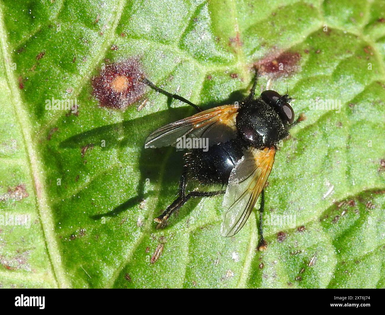 Noon Fly (Mesembrina meridiana) Insecta Stock Photo - Alamy