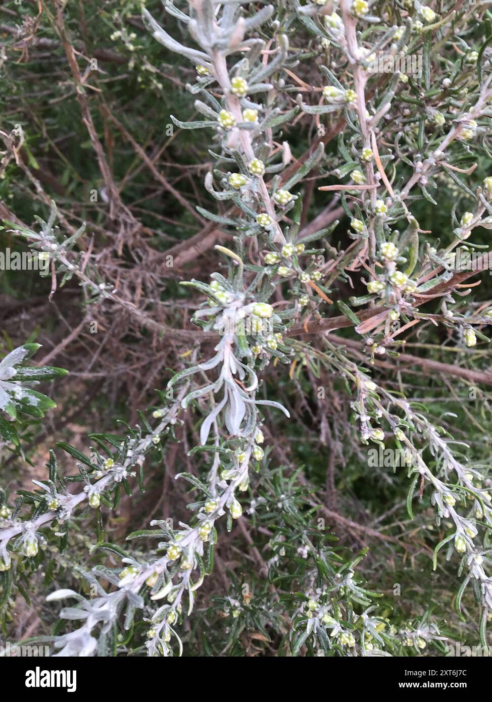 Olearia axillaris hi-res stock photography and images - Alamy