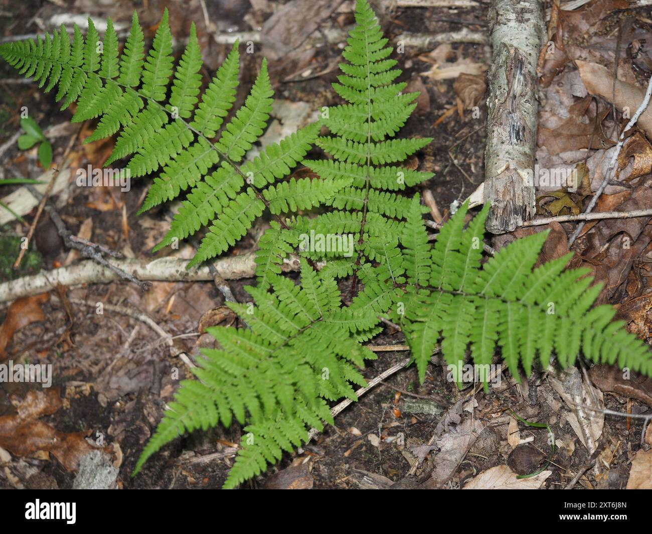 southern lady fern (Athyrium asplenioides) Plantae Stock Photo - Alamy