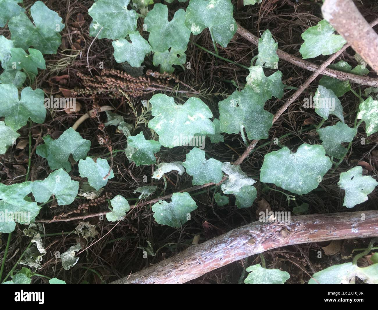 creeping cucumber (Melothria pendula) Plantae Stock Photo - Alamy