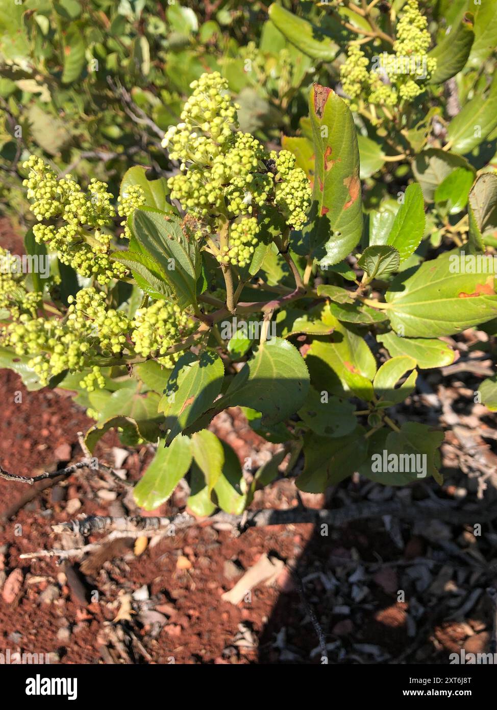 Snowbrush Ceanothus (Ceanothus velutinus) Plantae Stock Photo - Alamy