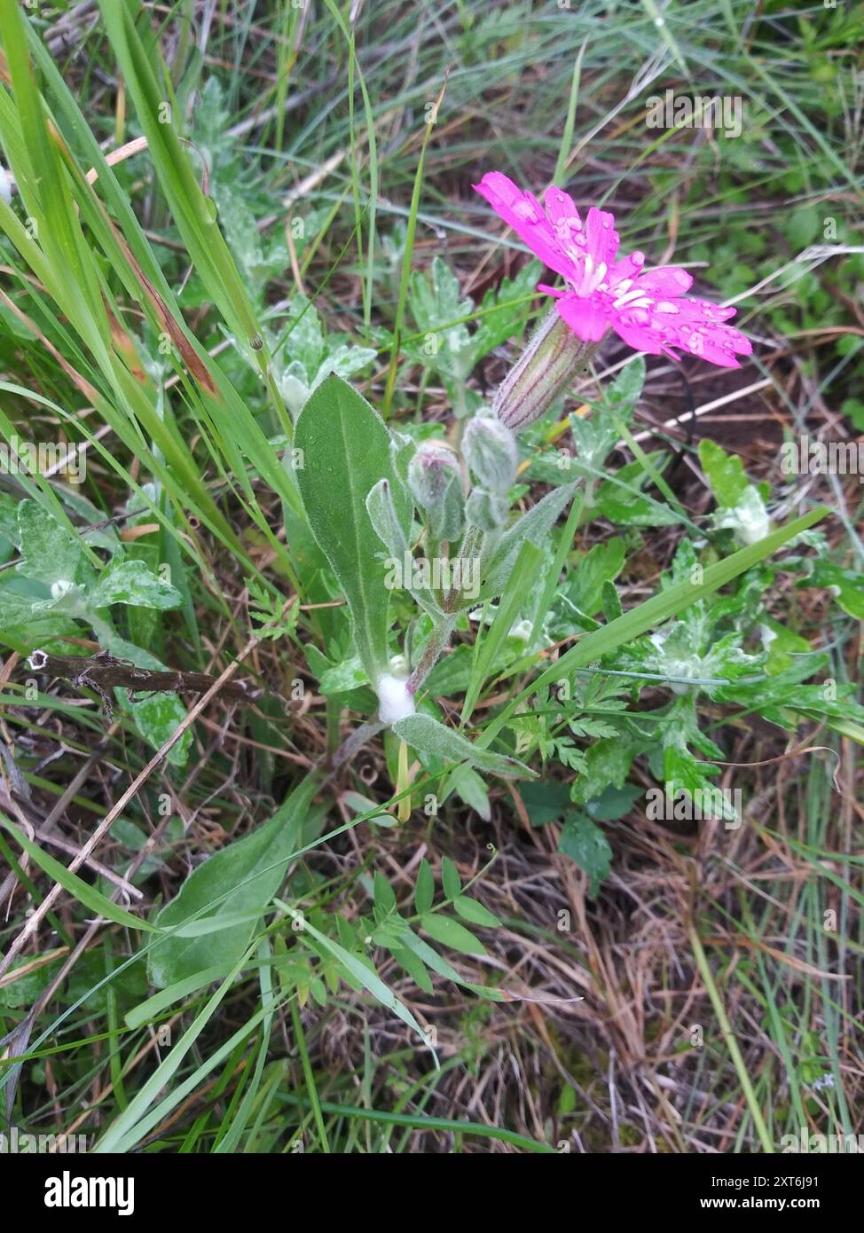 Silene hookeri hi-res stock photography and images - Alamy