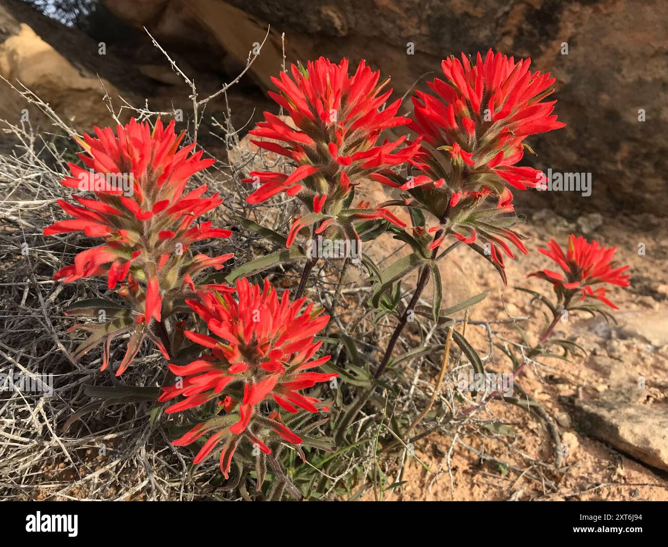 Desert Paintbrush (Castilleja chromosa) Plantae Stock Photo - Alamy