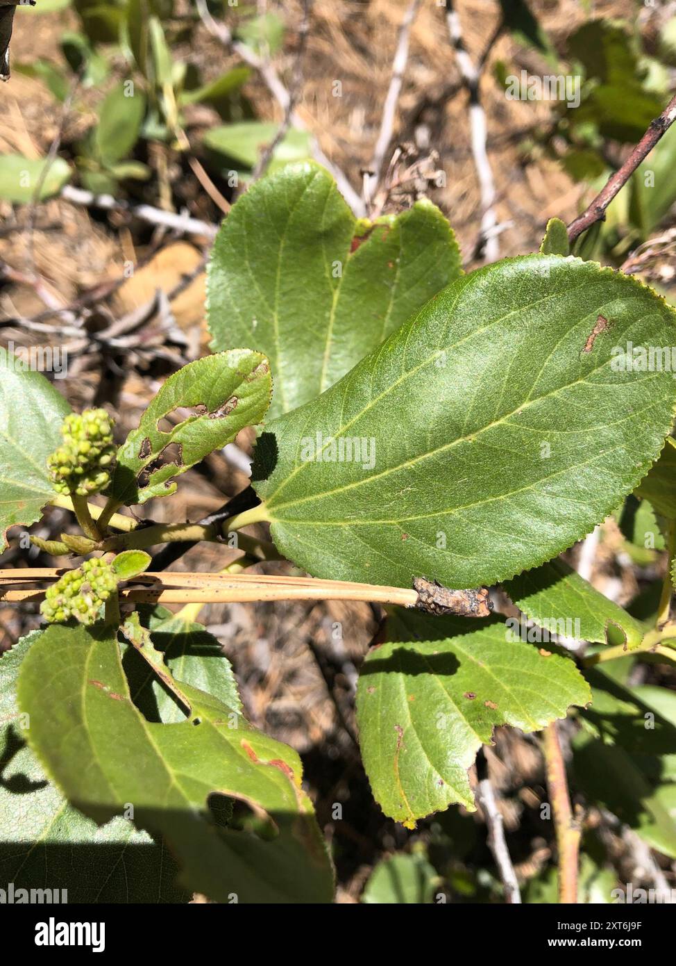Snowbrush Ceanothus (Ceanothus velutinus) Plantae Stock Photo - Alamy