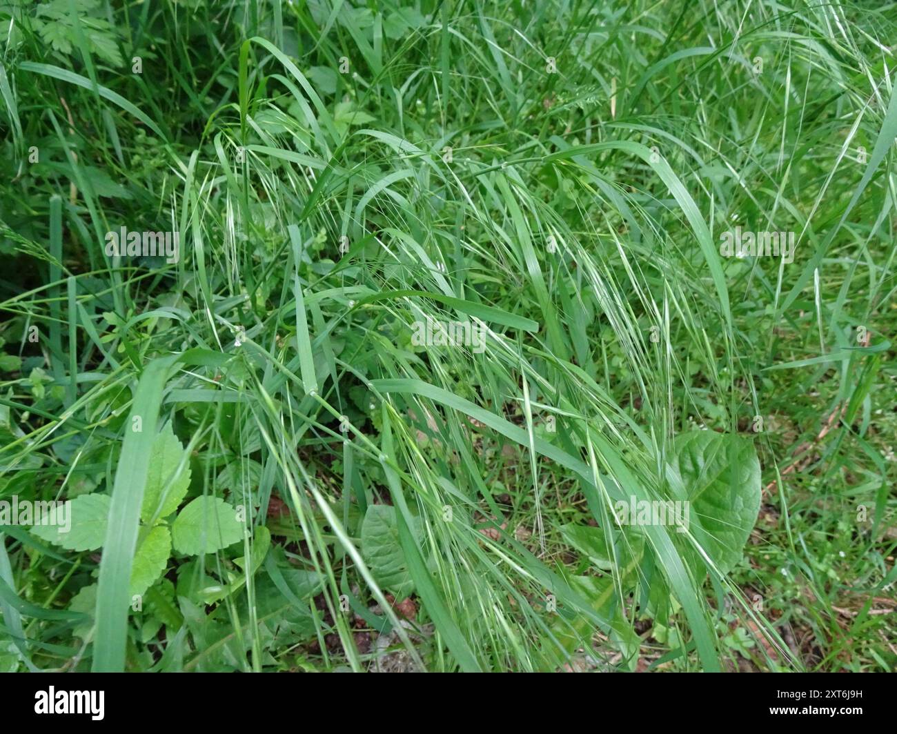 Barren Brome (Bromus sterilis) Plantae Stock Photo - Alamy