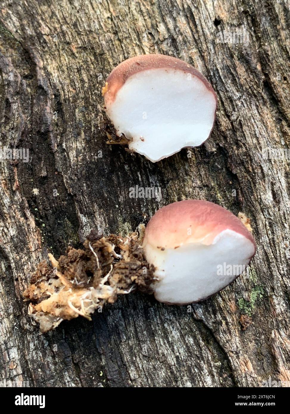 puffballs (Lycoperdaceae) Fungi Stock Photo - Alamy